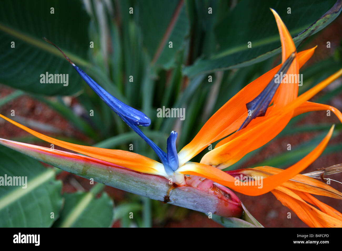 Bird of Paradise Flower in Bloom - Strelitzia reginae Stock Photo - Alamy