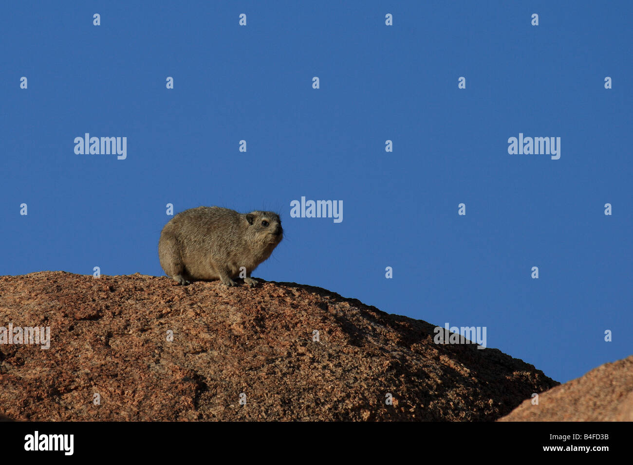 Rock hyrax (wild) on rock - (dassie Stock Photo - Alamy