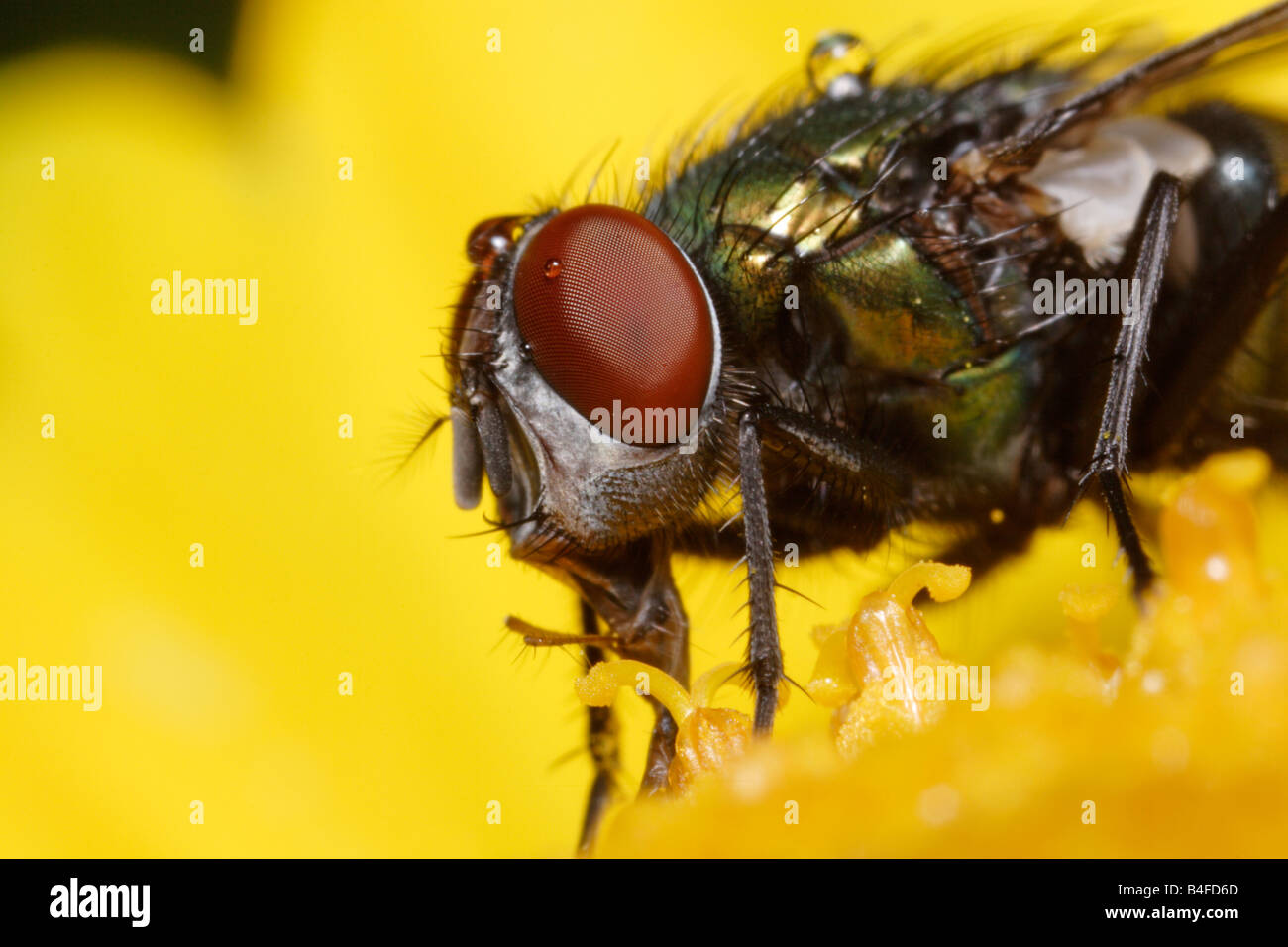 Lucilia Caesar Insect High Resolution Stock Photography and Images - Alamy