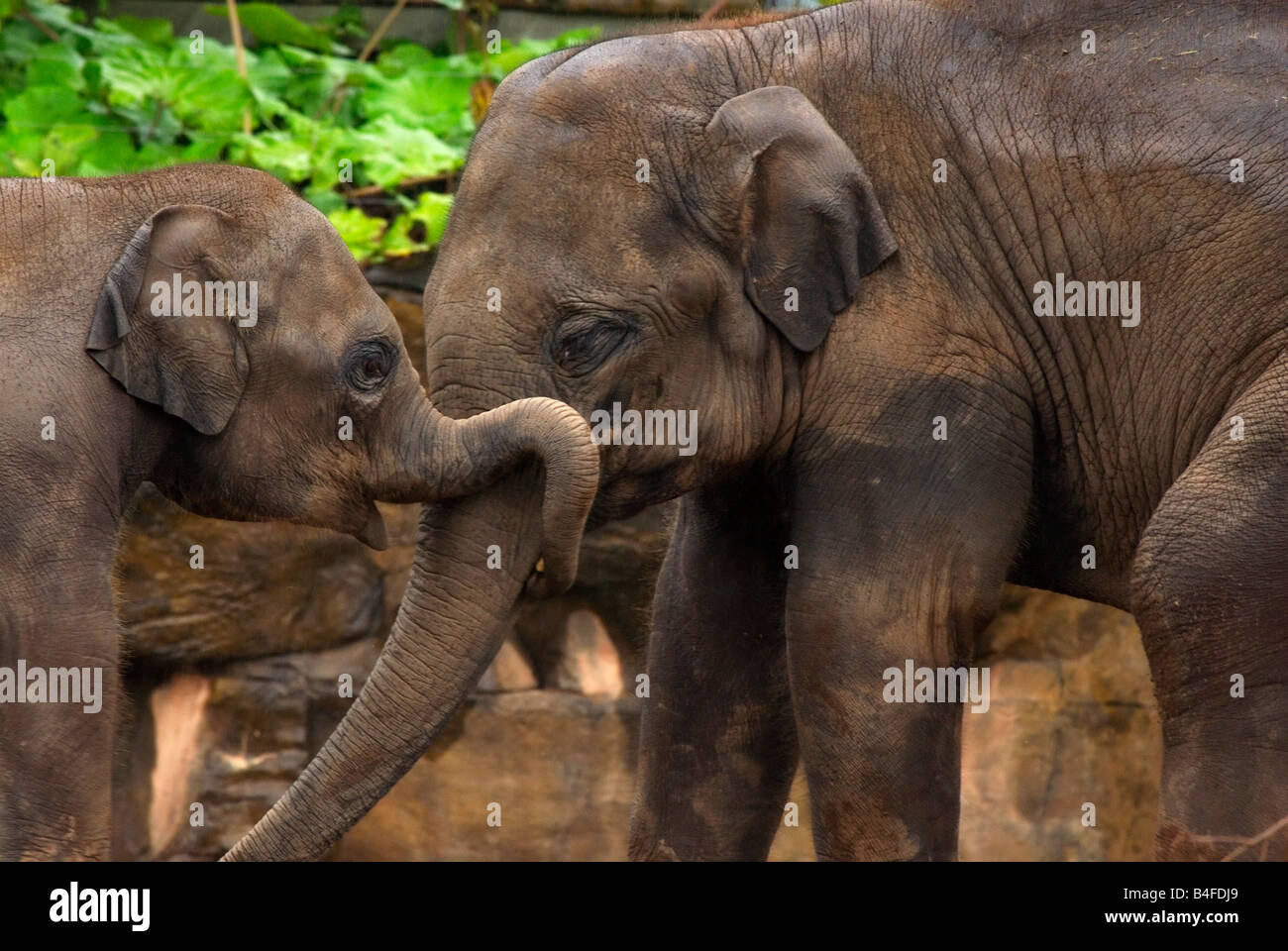 Indian nature hi-res stock photography and images - Alamy