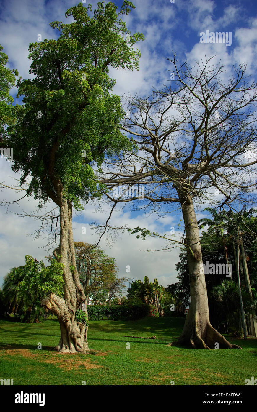 A dead tree and a live one stand near each other in a park in Miami ...