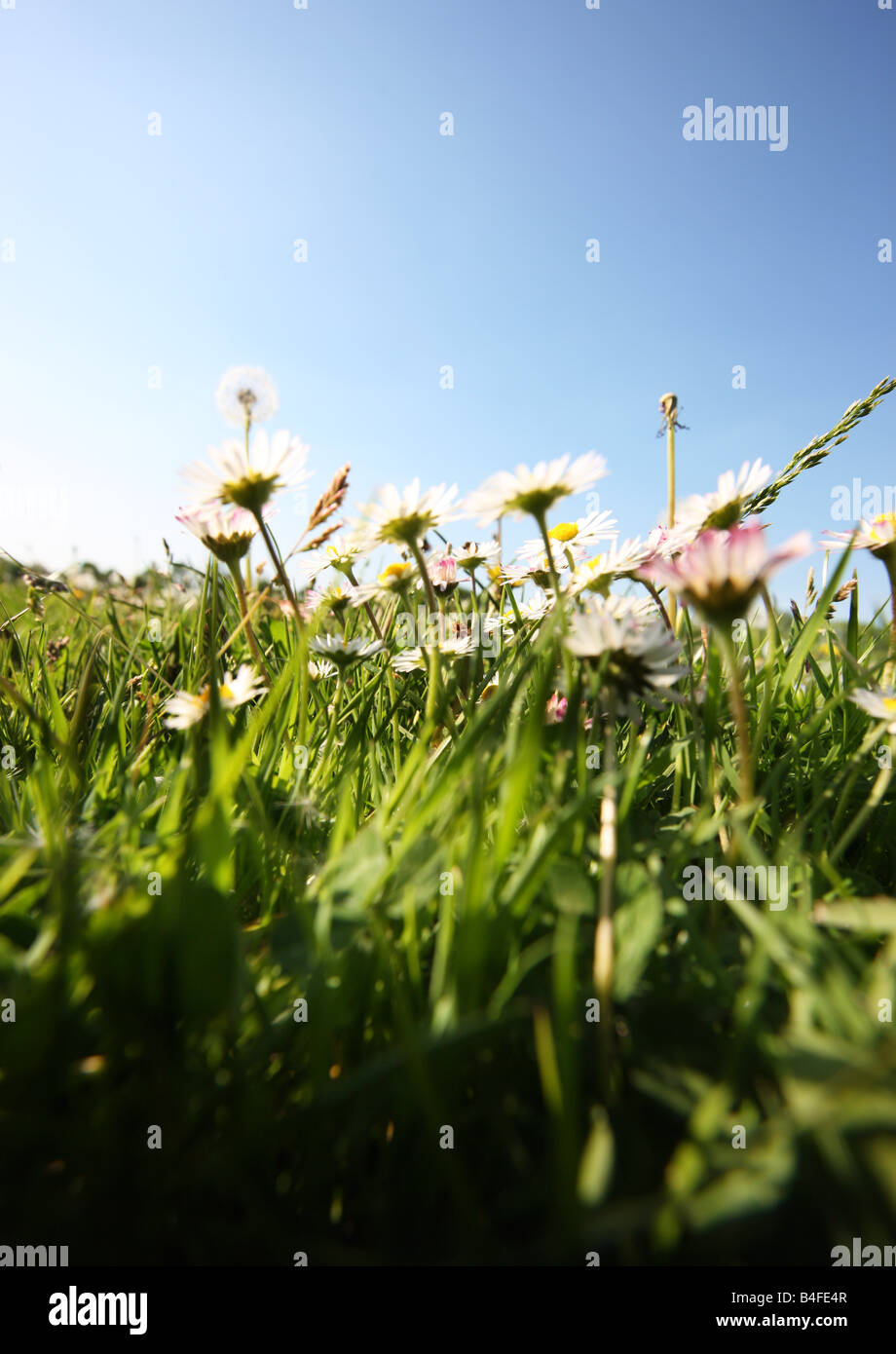 Grass and daisy meadow hi-res stock photography and images - Alamy