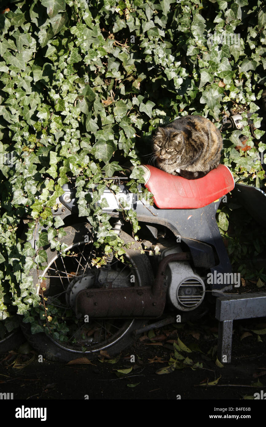 Moped scrap hi-res stock photography and images - Alamy