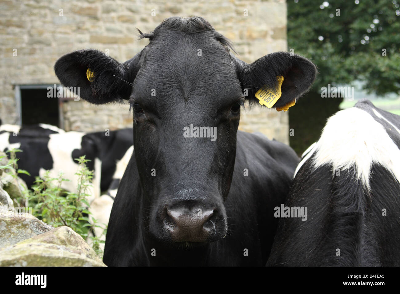 Digital Prints Farm Photography Midwest Cow Portrait Angus Cow Beef Cow ...