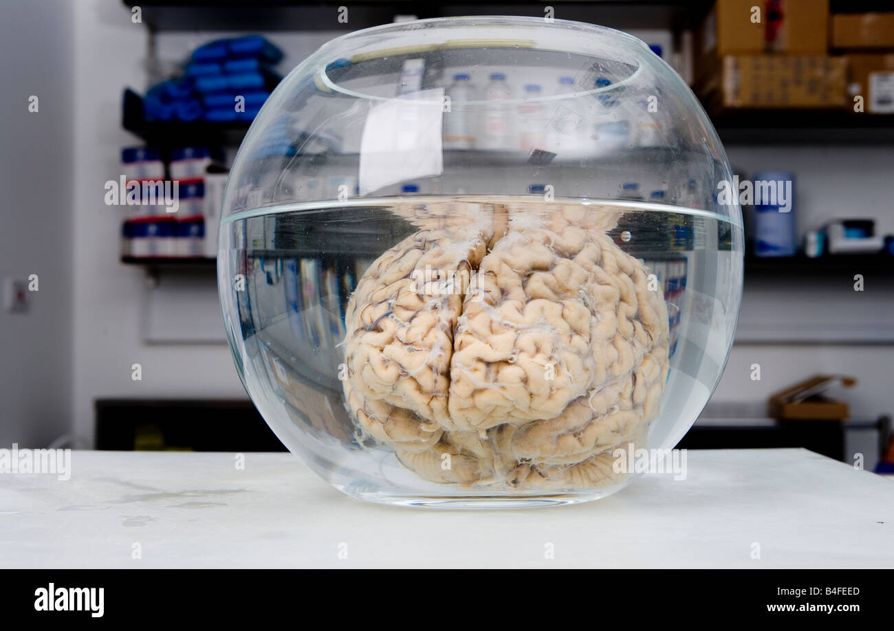 Brain in Bowl Stock Photo - Alamy
