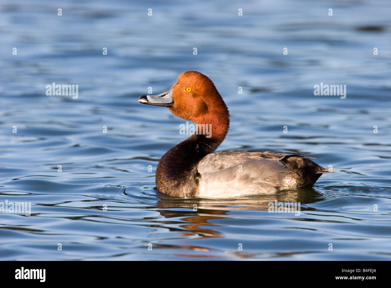 Redhead duck flying hi-res stock photography and images - Alamy