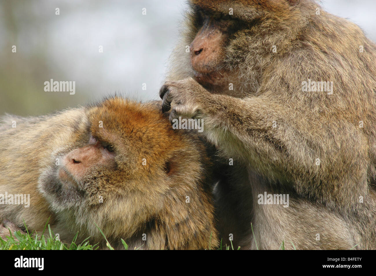 Two Barbary Macaques, one is grooming the other Stock Photo - Alamy