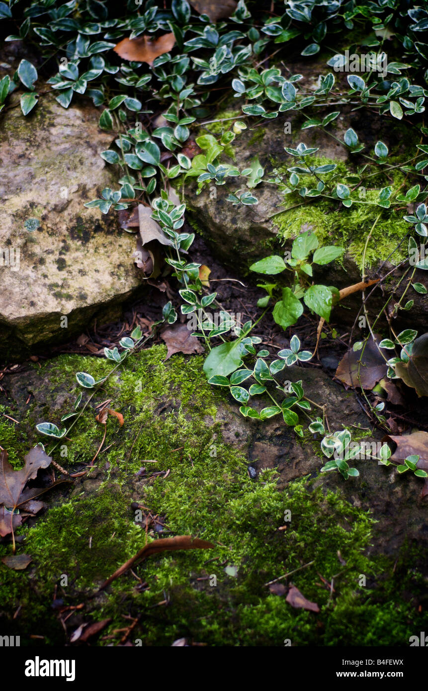 ground cover and mossy stones Stock Photo - Alamy