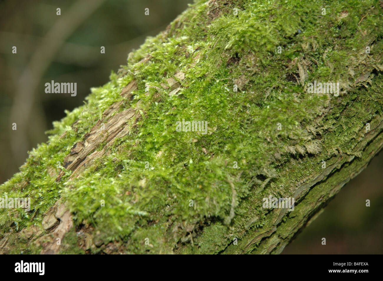 Moss growing on tree bark Stock Photo - Alamy