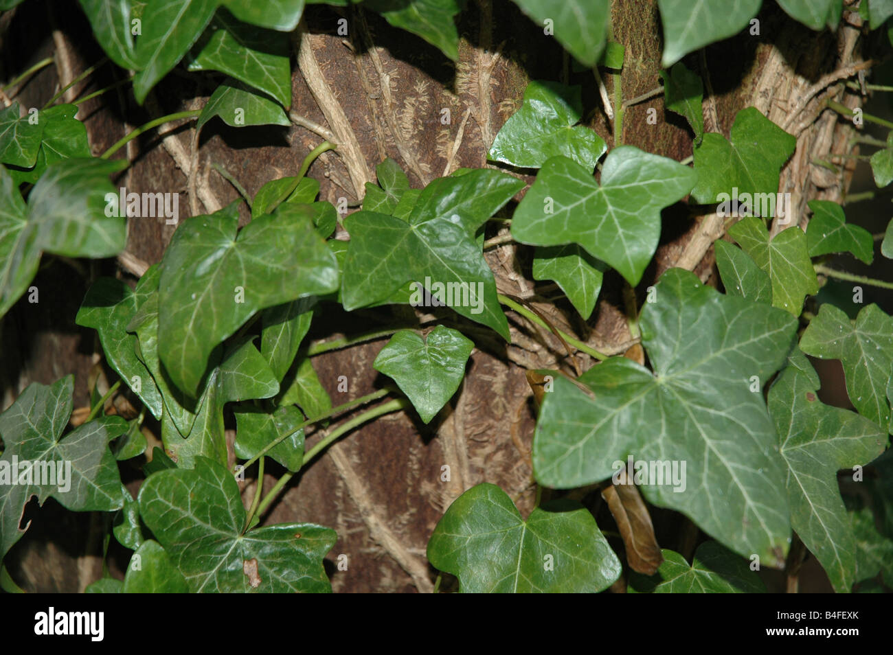 Ivy twine hi-res stock photography and images - Alamy