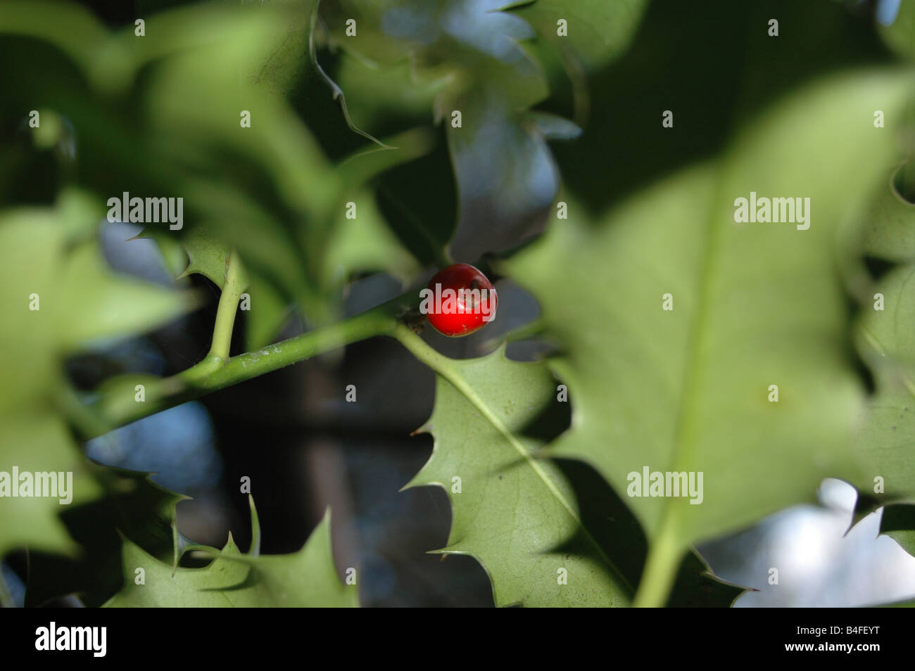 Single red berry in holly bush Stock Photo - Alamy