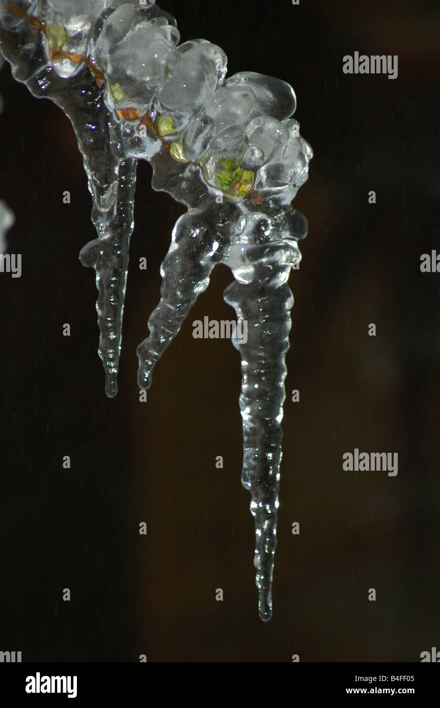 Branch covered in ice Stock Photo - Alamy