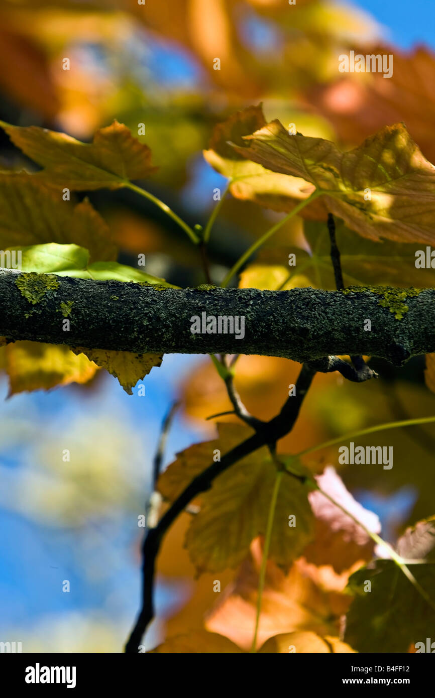 beautiful autumn colors of leaves Stock Photo - Alamy