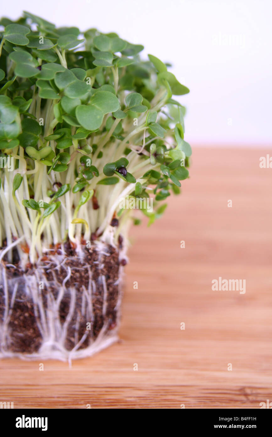 Cress soil hi-res stock photography and images - Alamy