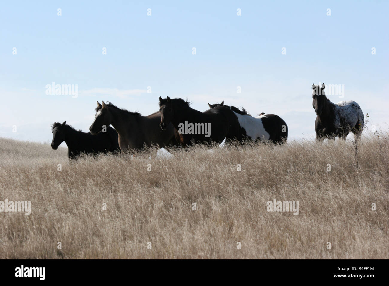 Indian horse country reservation hi-res stock photography and images ...