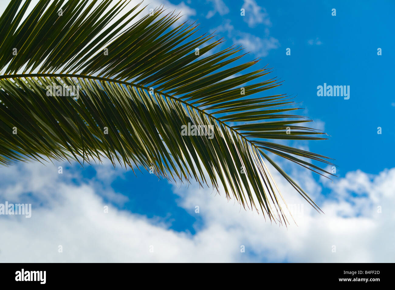 Palm leaf of Date Palm Phoenix dactylifera Stock Photo - Alamy