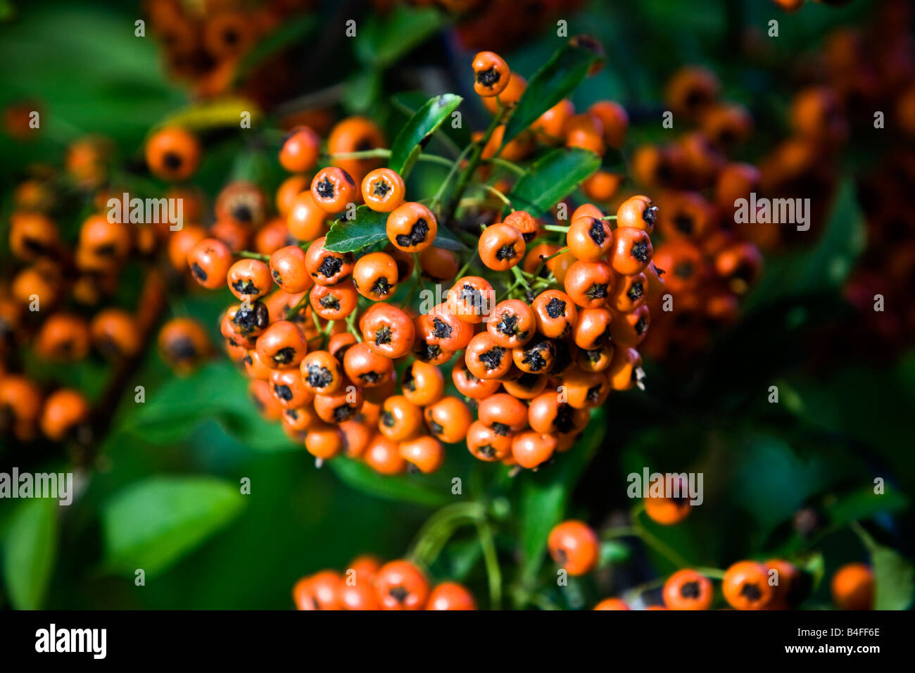 Firethorn bush hi-res stock photography and images - Alamy