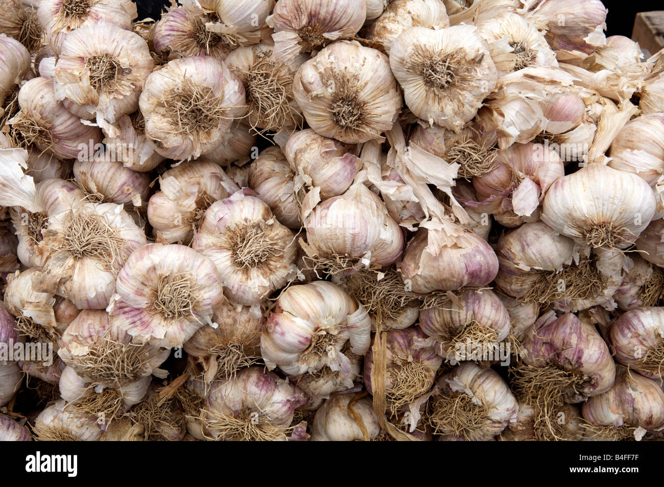 Allium sativum garlic clove hi-res stock photography and images - Alamy