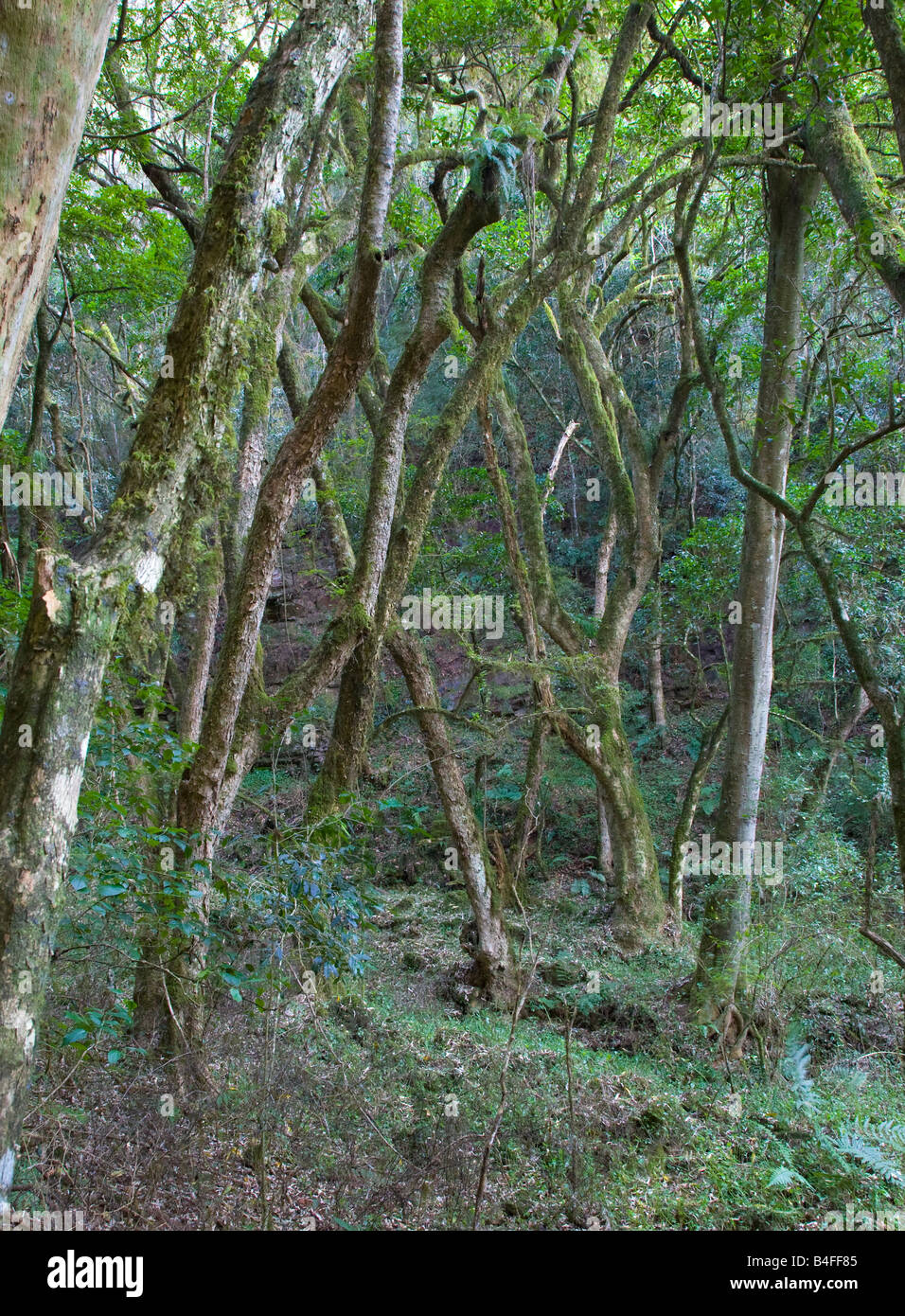 Indigenous forest hi-res stock photography and images - Alamy