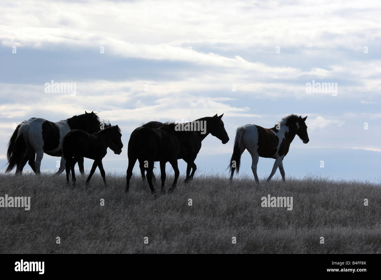 An Indian pony herd on the prairie of South Dakota Stock Photo - Alamy