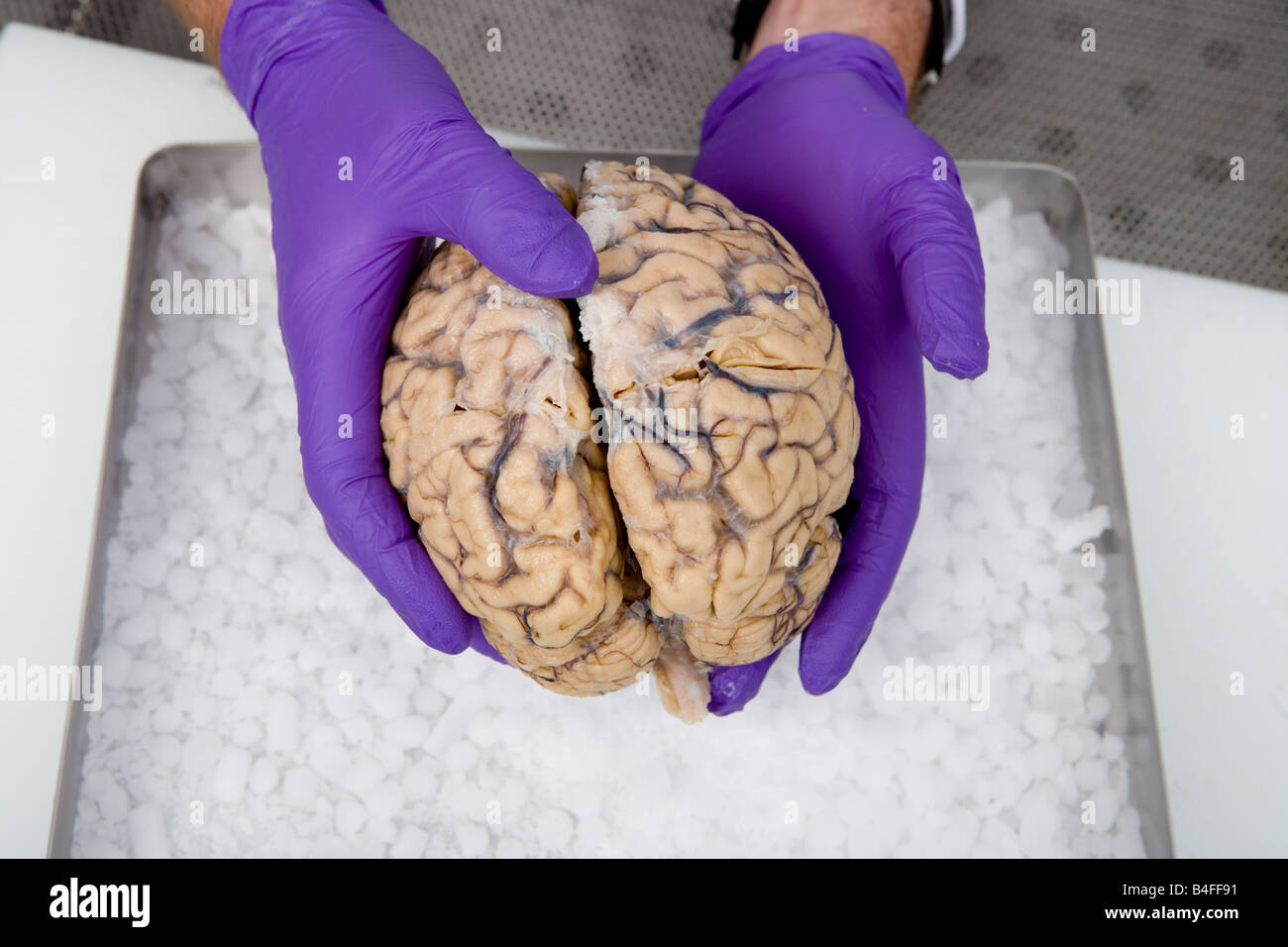 Brain in Hands Stock Photo - Alamy
