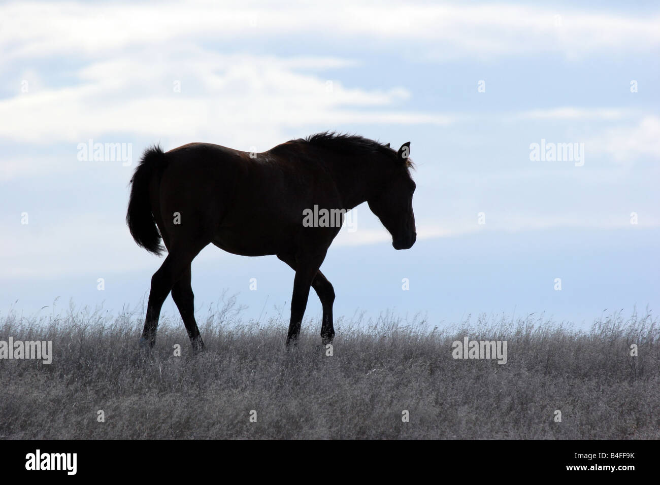 An Indian pony on the prairie of South Dakota Stock Photo - Alamy