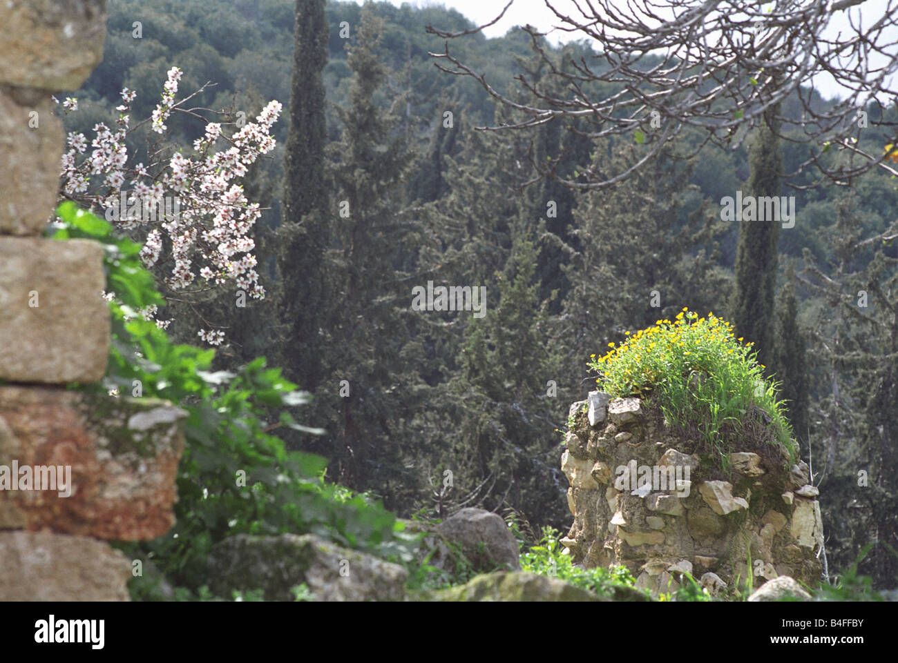 Spring time in Upper Galilee Israel Stock Photo - Alamy