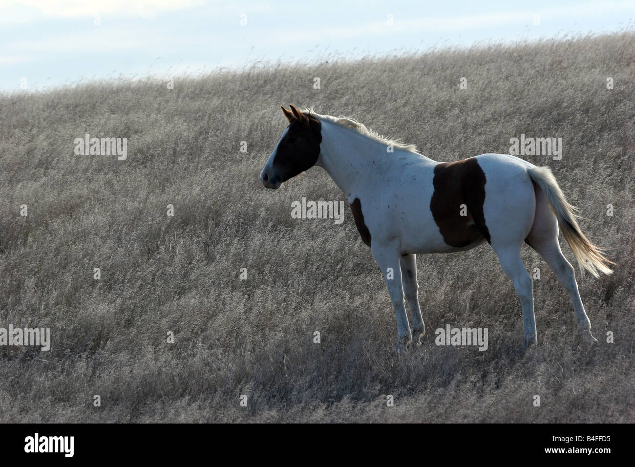 An Indian pony on the prairie of South Dakota Stock Photo - Alamy