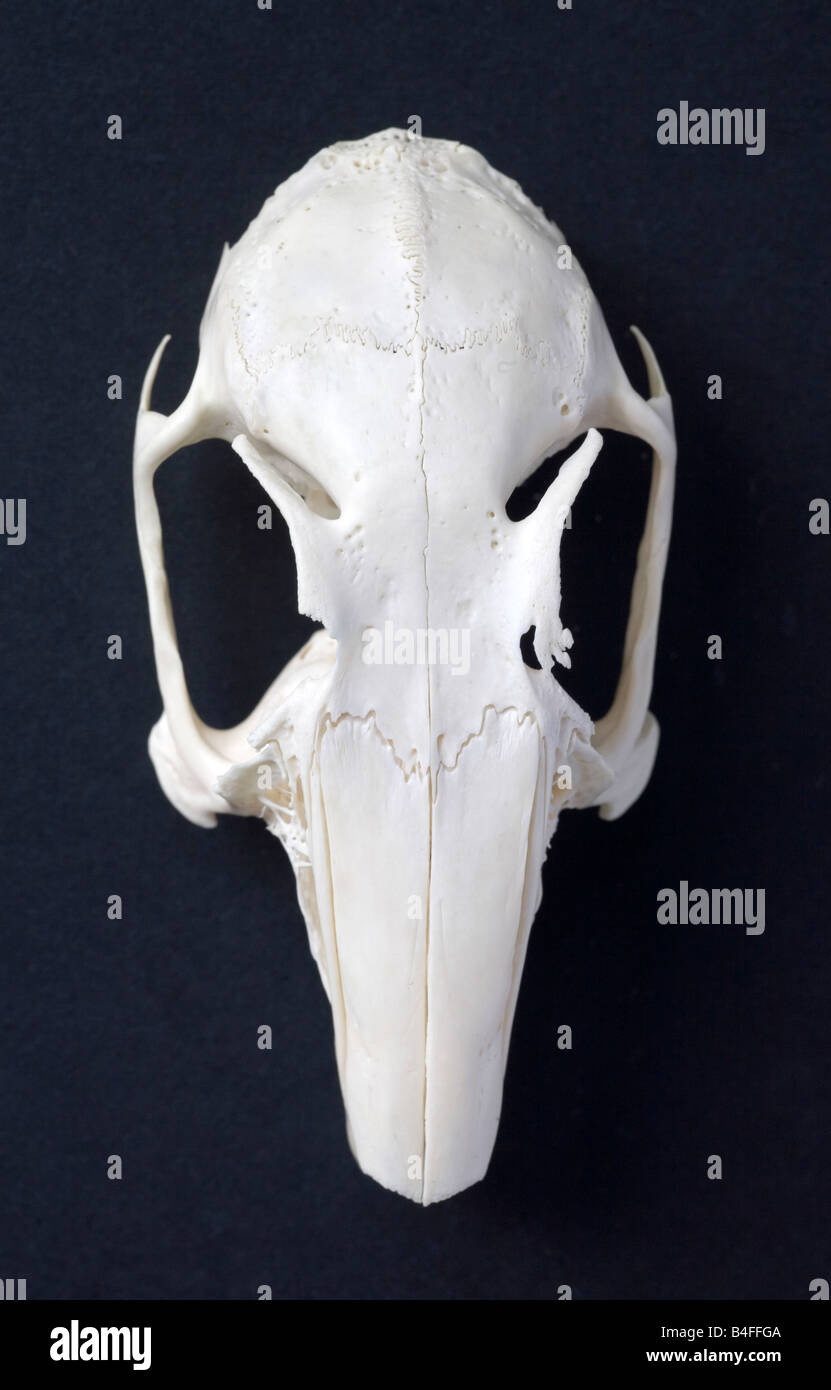 Rabbit skeleton hi-res stock photography and images - Alamy