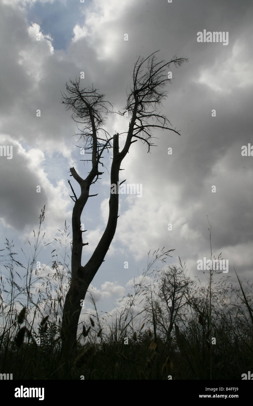 letter Y shape bare tree branches in countryside at sunset Stock Photo ...