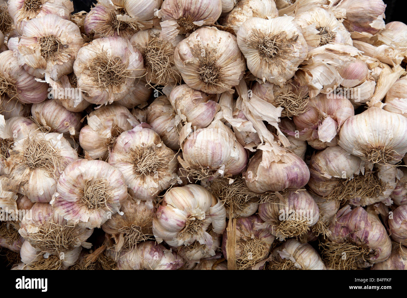 Allium sativum L., garlic on sale in French Market Stock Photo - Alamy
