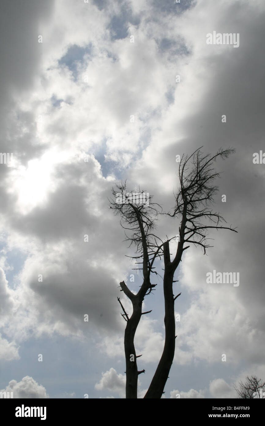 letter Y shape bare tree branches in countryside at sunset Stock Photo ...