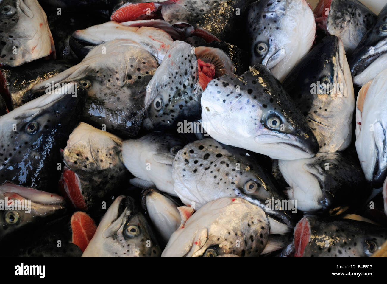 discarded Salmon heads at a fishmonger Stock Photo - Alamy