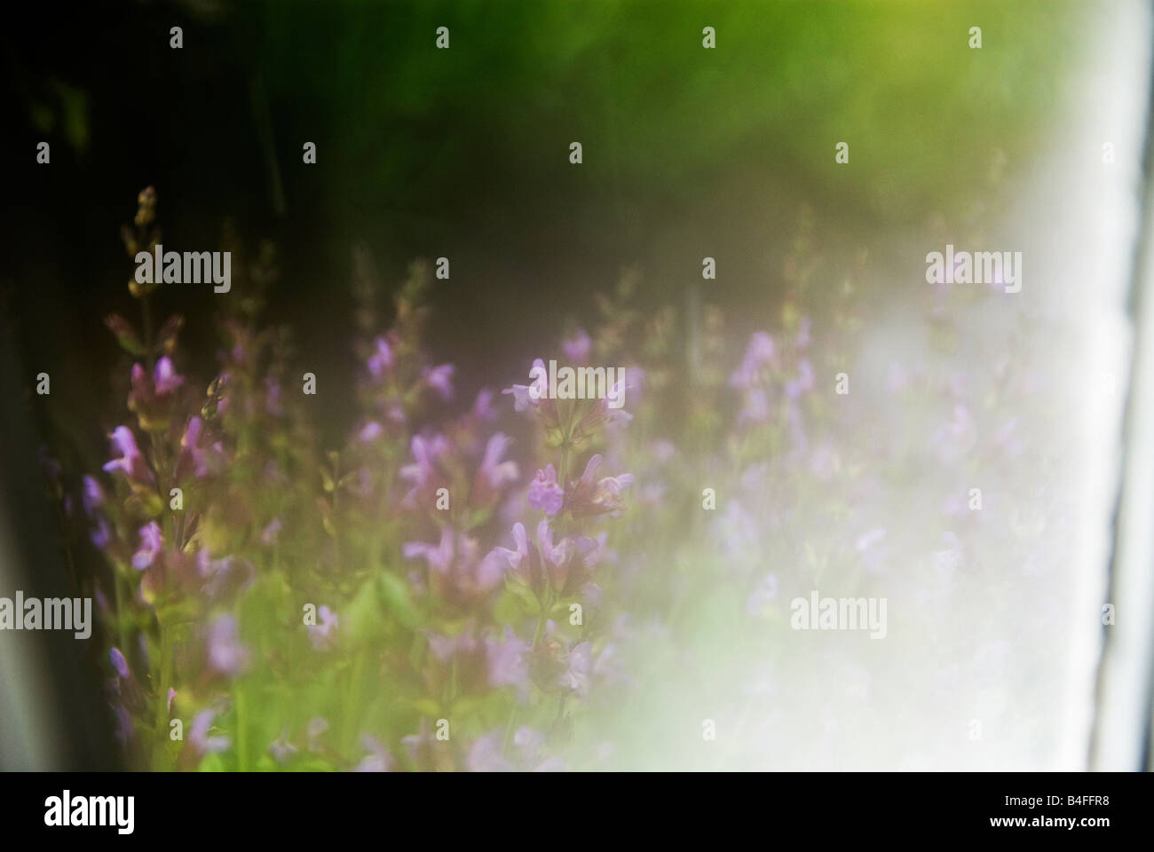 Cottage window view out hi-res stock photography and images - Alamy