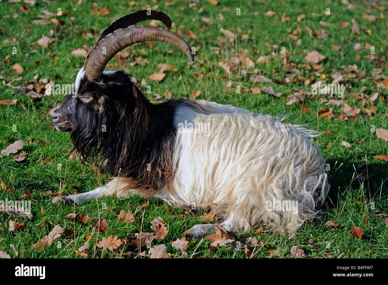 Bagot goat. Levens Park, Cumbria, England, United Kingdom, Europe Stock ...