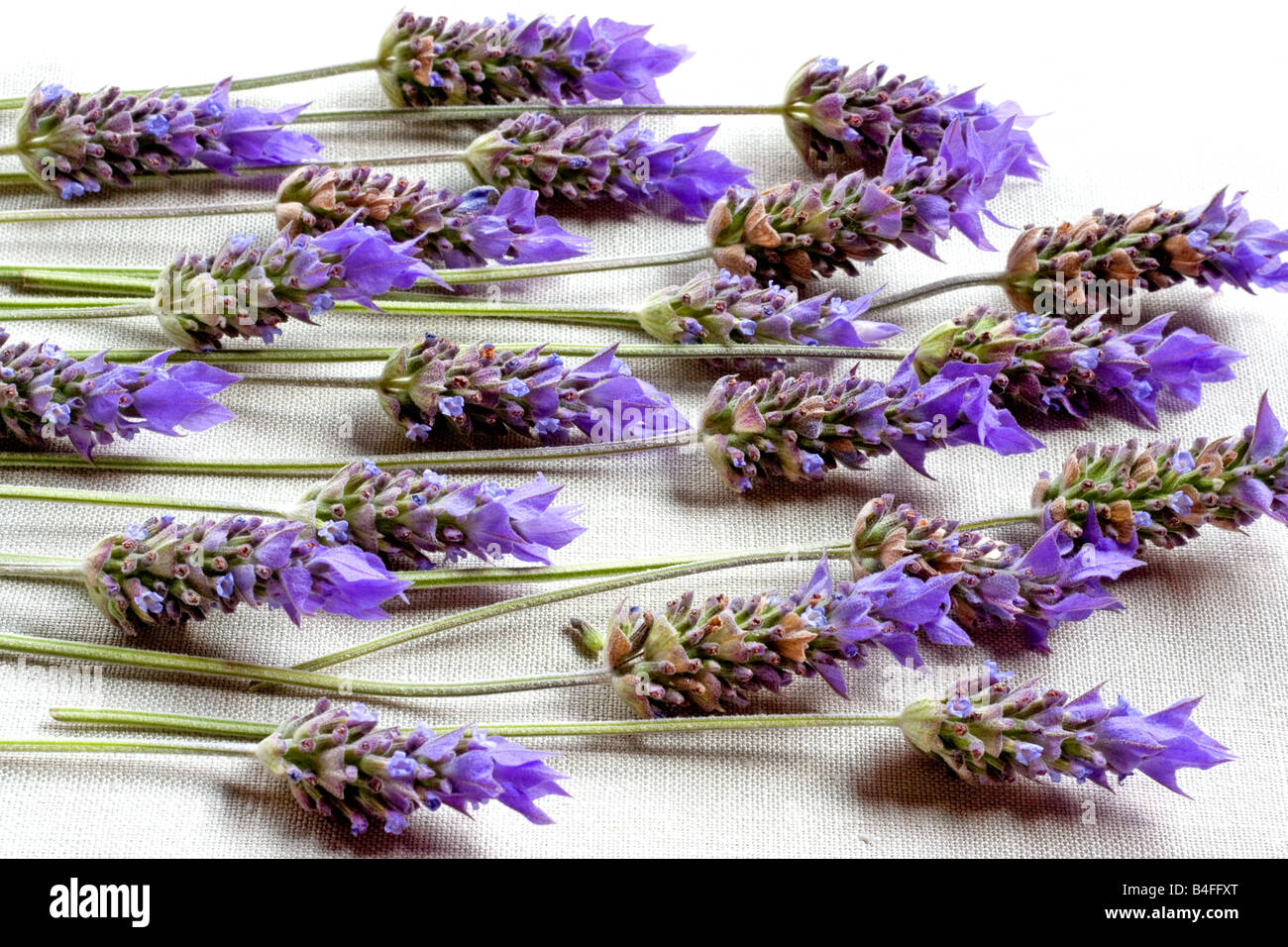 Lavender sprigs on white background Stock Photo - Alamy