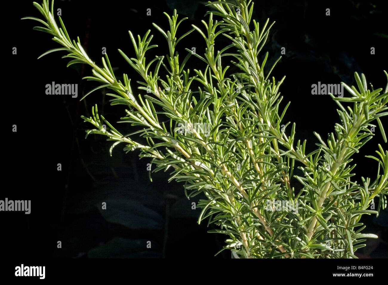 Rosmarinus officinalis rosemary white flowers hi-res stock photography ...