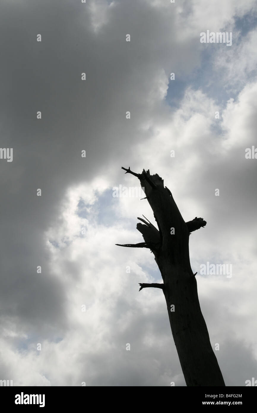 one tree top damaged in storm in woods in country Stock Photo - Alamy