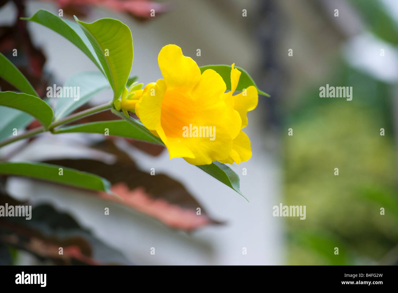 Oleander Leaf Allamanda (or Allamanda Schottii) in foreground of ...