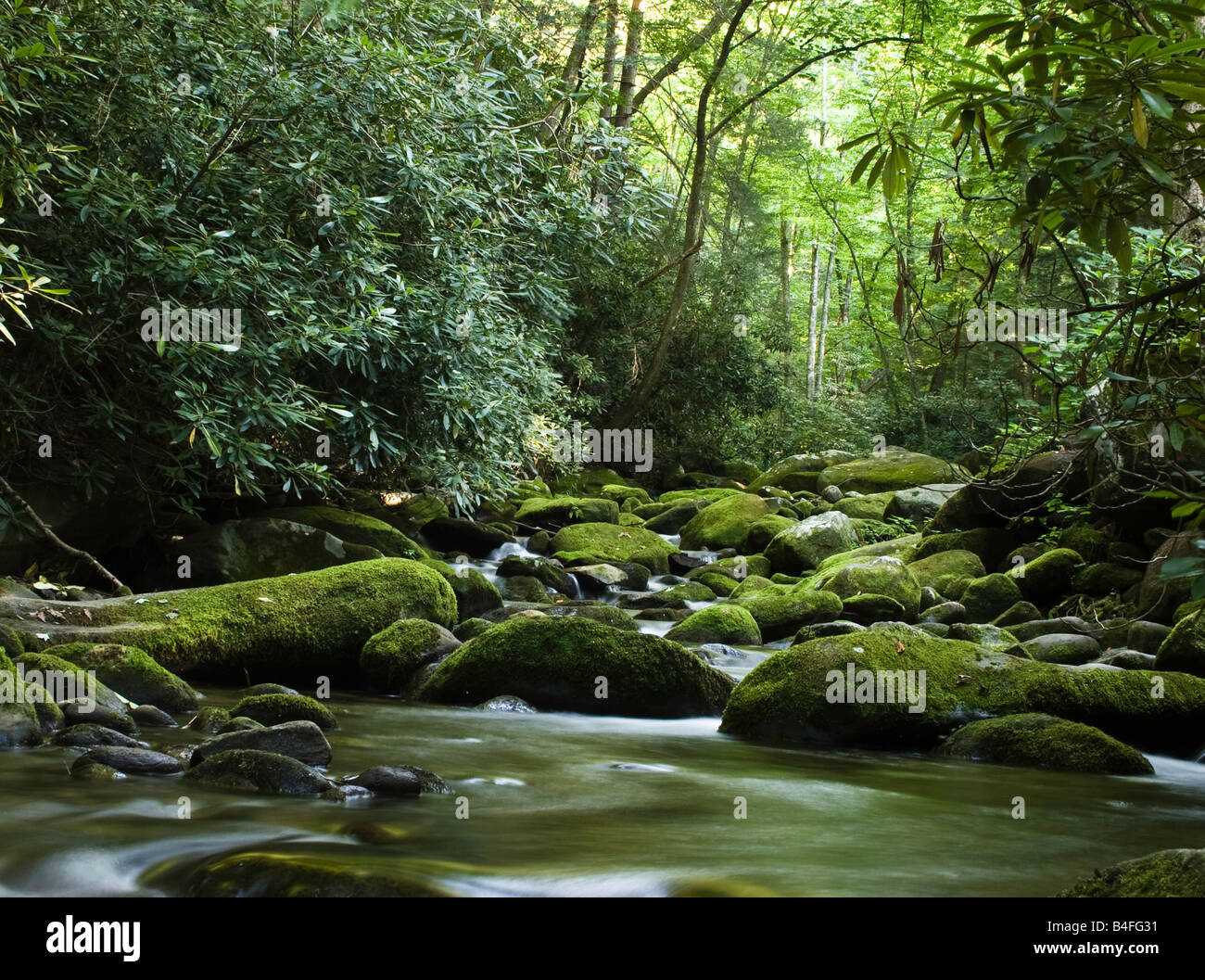 Small mountain stream trickling through a wooded valley over green moss ...