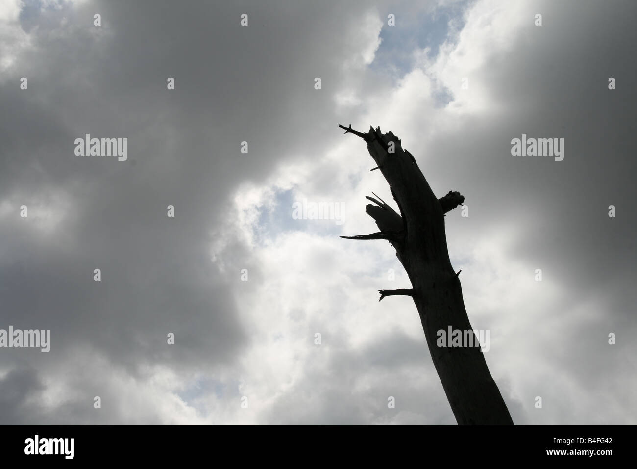one tree top damaged in storm in woods in country Stock Photo - Alamy