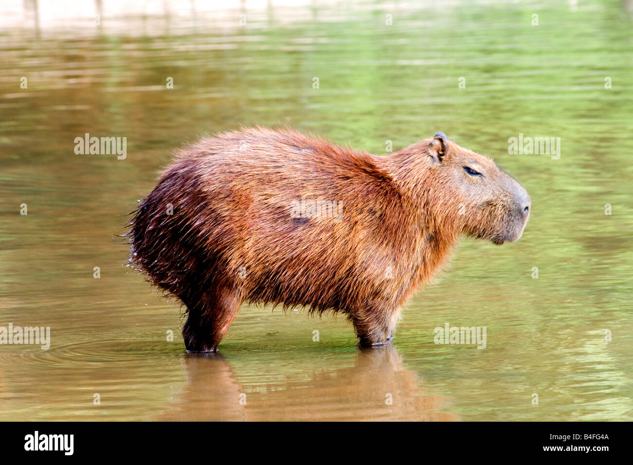 Capyvara High Resolution Stock Photography and Images - Alamy