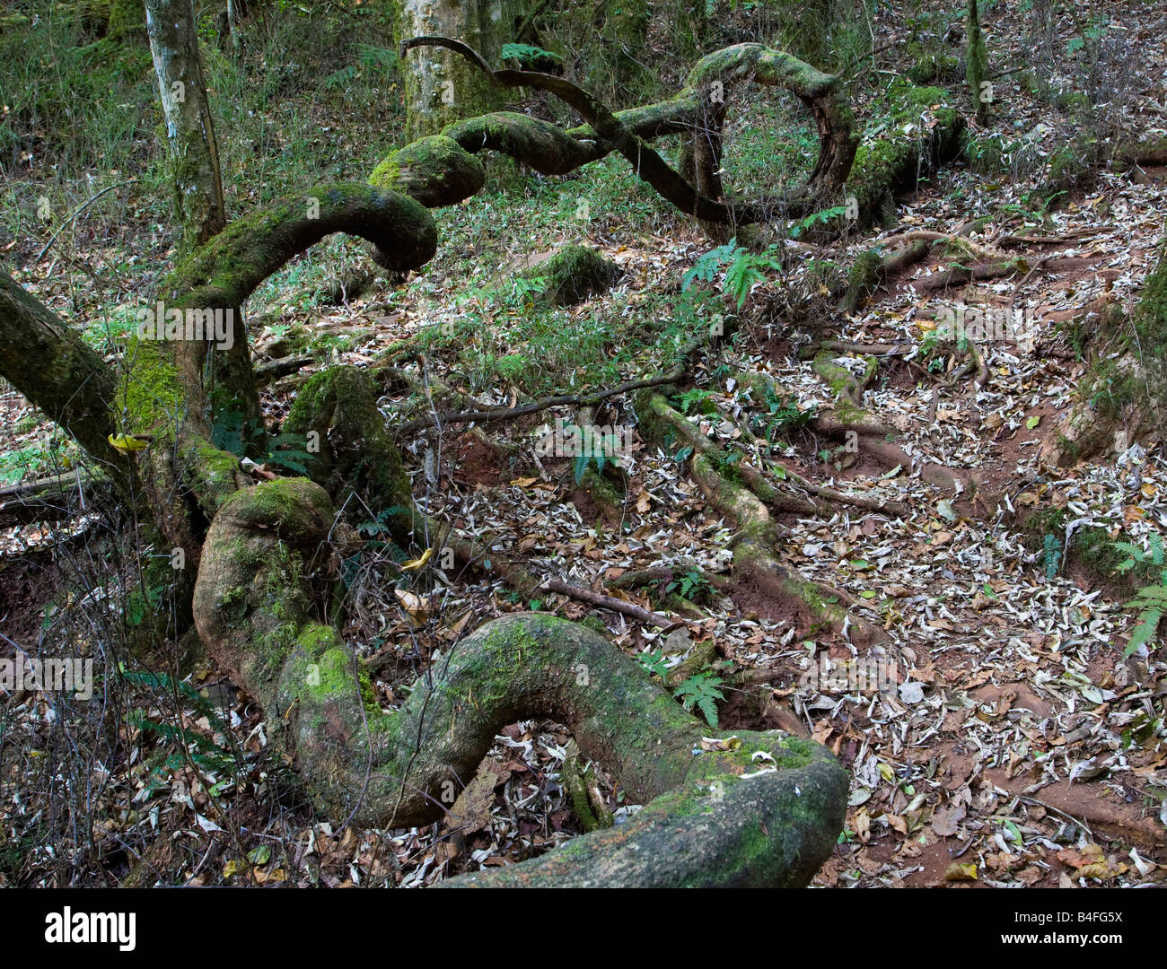 Twisted vine hi-res stock photography and images - Alamy