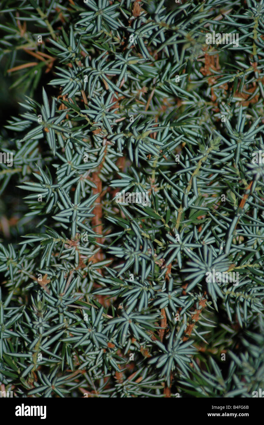 Close up of conifer branches Stock Photo - Alamy