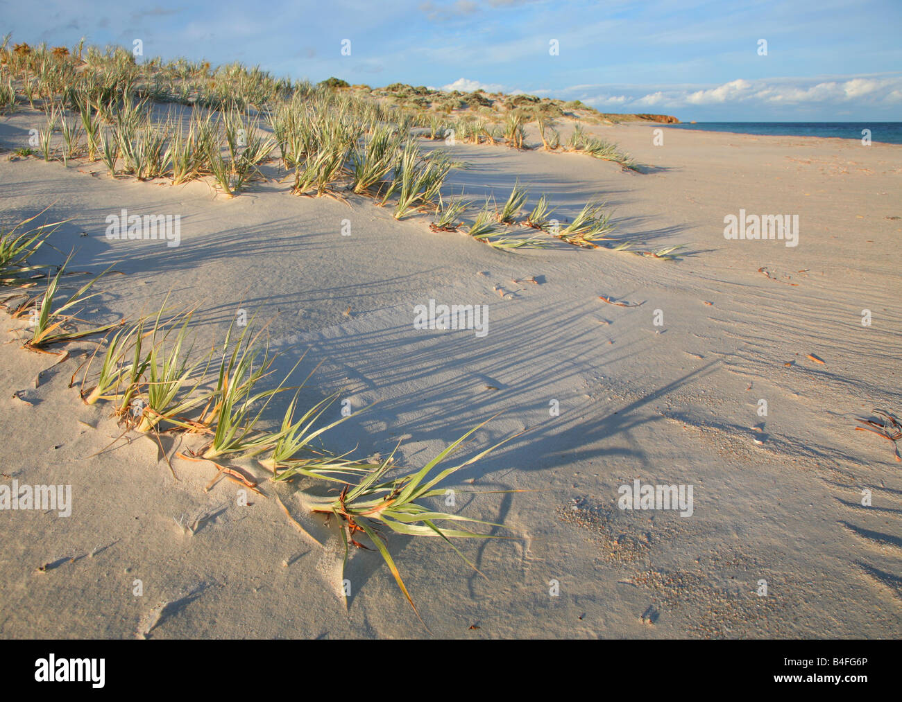 Dune grass Eyre Peninsula South Australia Stock Photo - Alamy