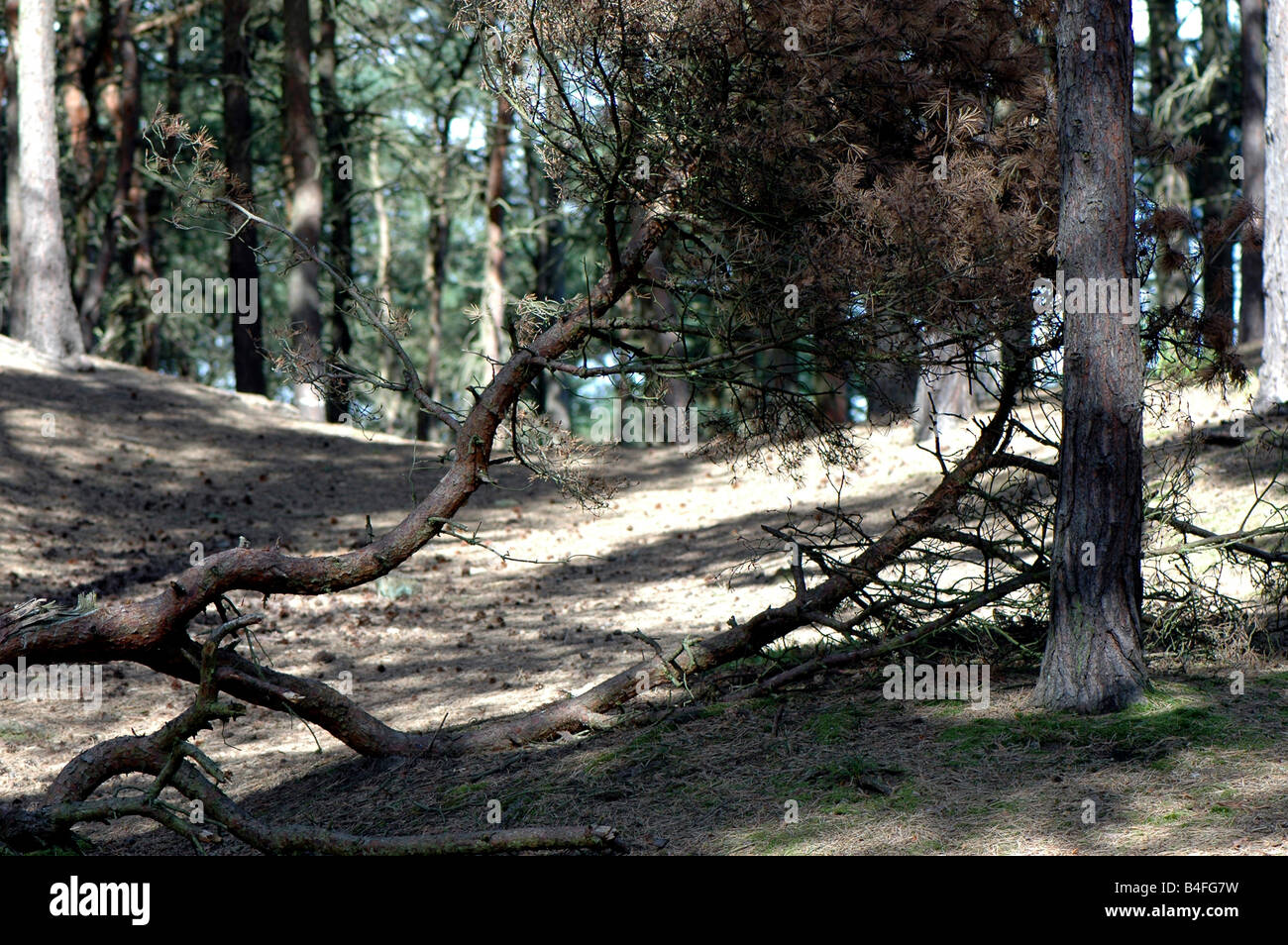 A fallen pine tree in a forest Stock Photo - Alamy