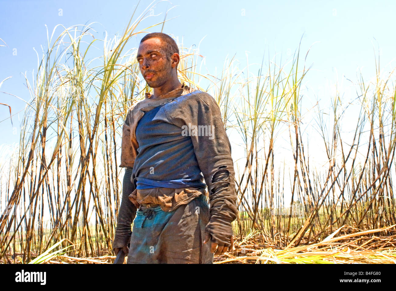 Saccharum officinarum industry hi-res stock photography and images - Alamy