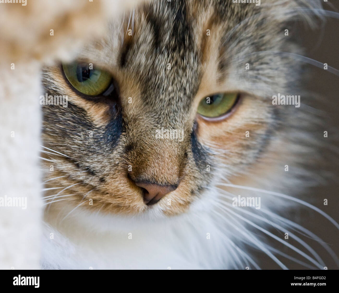 Cats head hi-res stock photography and images - Alamy