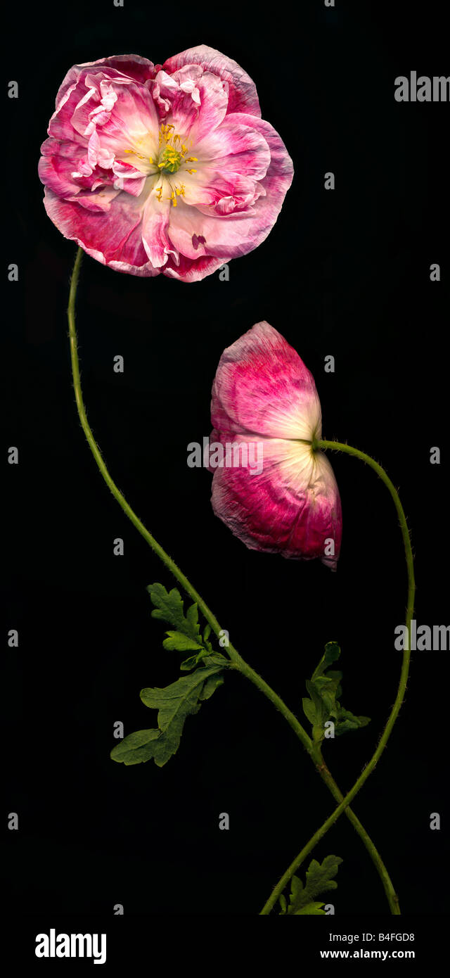 Two flowers intertwined hi-res stock photography and images - Alamy