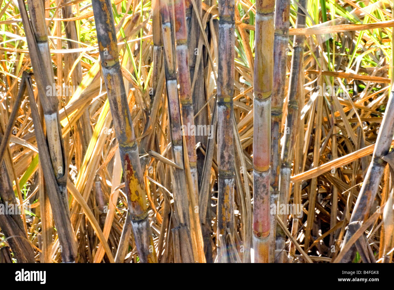 Stalks of sugarcane hi-res stock photography and images - Alamy